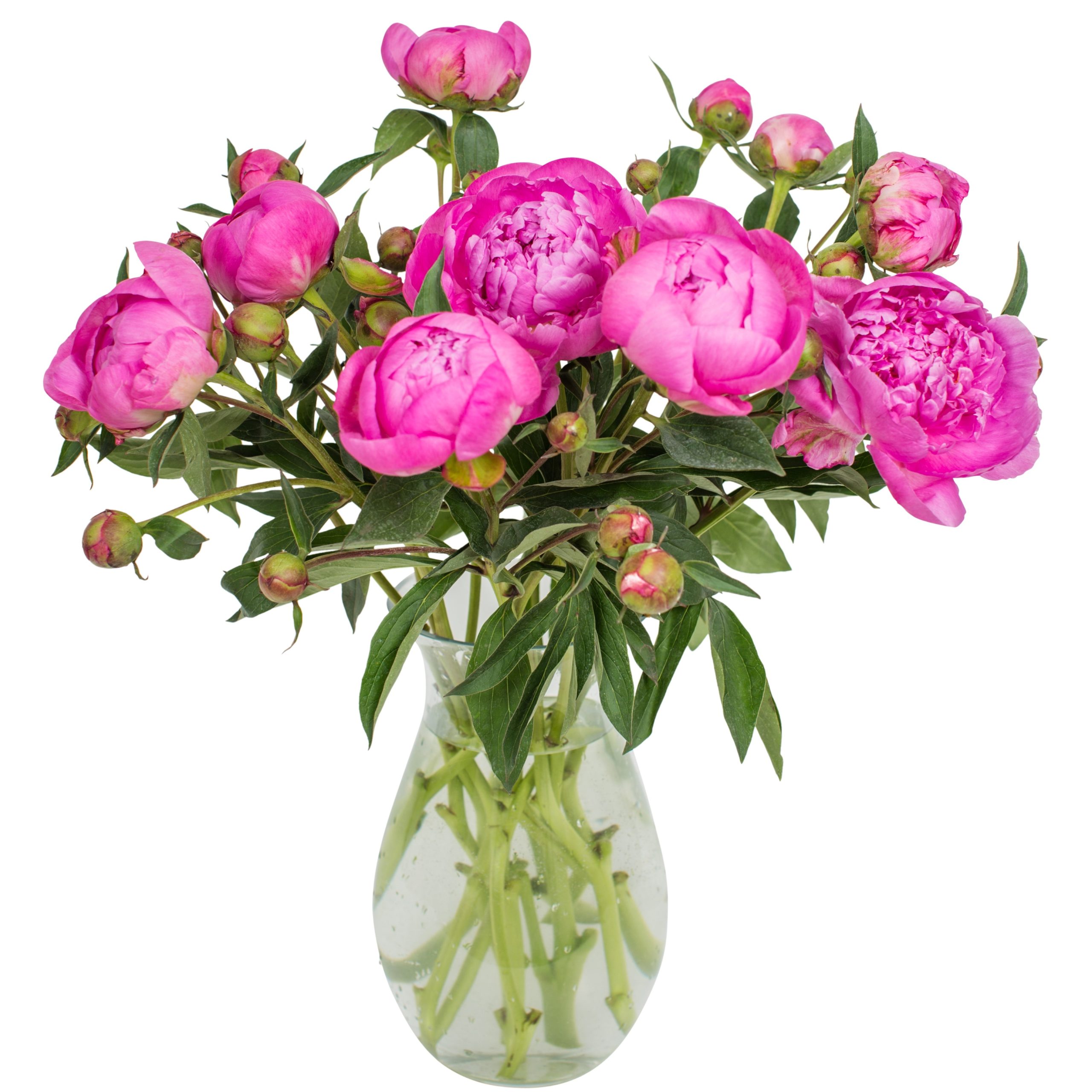 Peonies Bright Pink 20 Stems Fresh Peonies Bouquet Pink Peonies Peony Bouquet Bright Pink Peony Flowers for Sale Real Peonies Delivery UK Order Pink